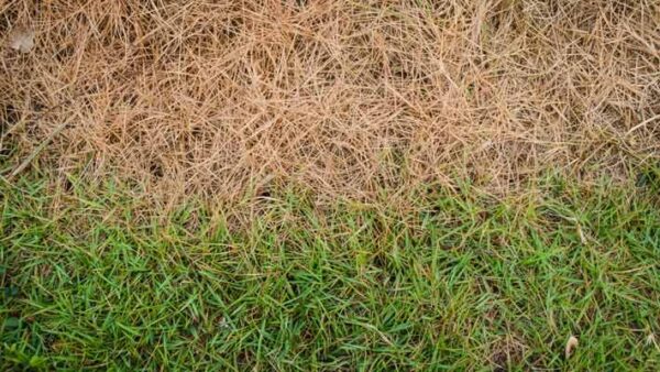 Low-e Windows are Burning Grass and Melting Siding - AP Tinting